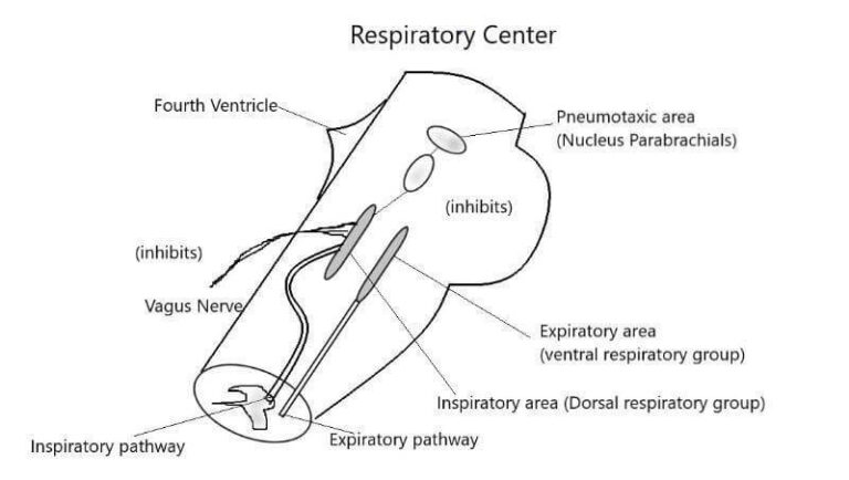 Breathing Process | Factors Affecting its Functions and Disorders